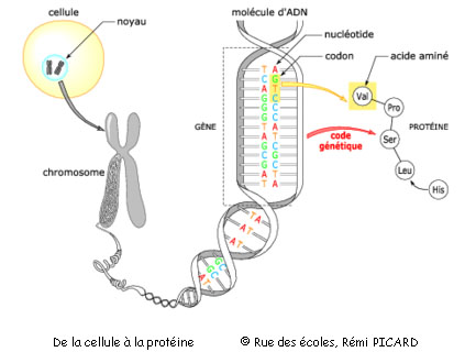 Structure et principe de base de l'ADN - Police Scientifique