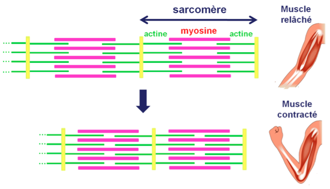 Médecine Légale - Constatation de la mort - Police Scientifique