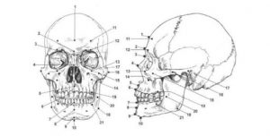 L'anthropologie médico-légale - Police Scientifique